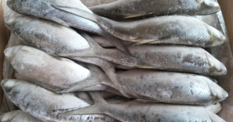 Baked Frozen Bangus Recipe Easy to Cooking - Frozen Milkfish, Buy ...