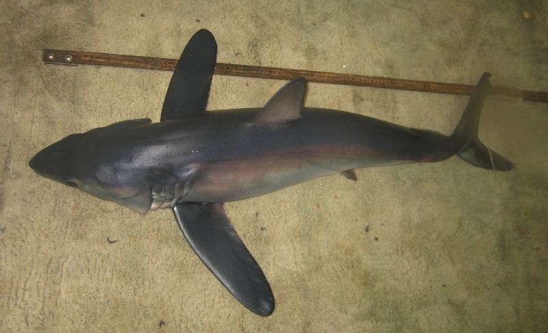 Real Monstrosities: Mako Shark