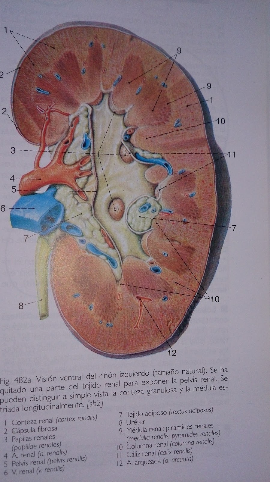 FISIOLOGIA GERAL: ANATOMIA E FISIOLOGIA RENAL