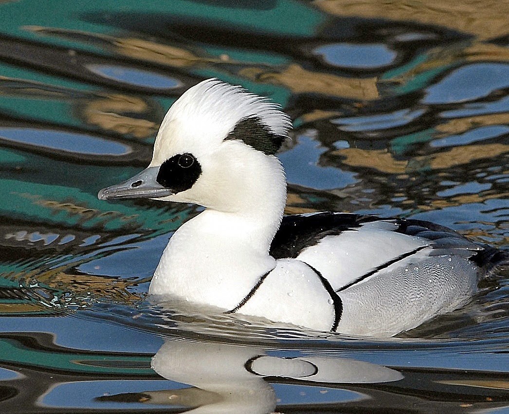 BARRY the BIRDER: Smew news