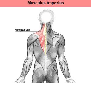 Chiropraktiker in Hannover