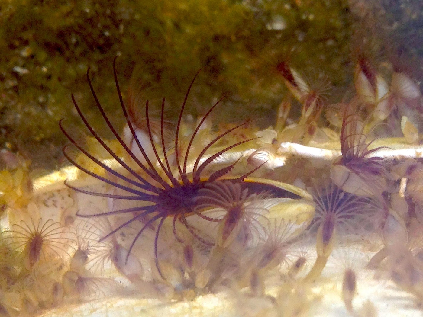 Acta Naturalis Scientia: Chthamalus (Crustáceos: Cirrípedos)