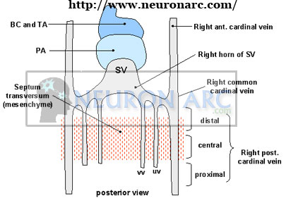 HU TU TU: Venous system development