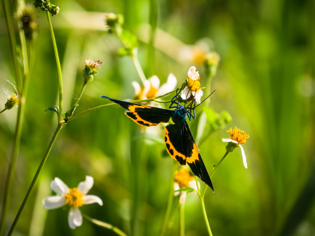 tower record: 在風中美麗搖曳的橙帶藍尺蛾_Milionia basalis (Moth)