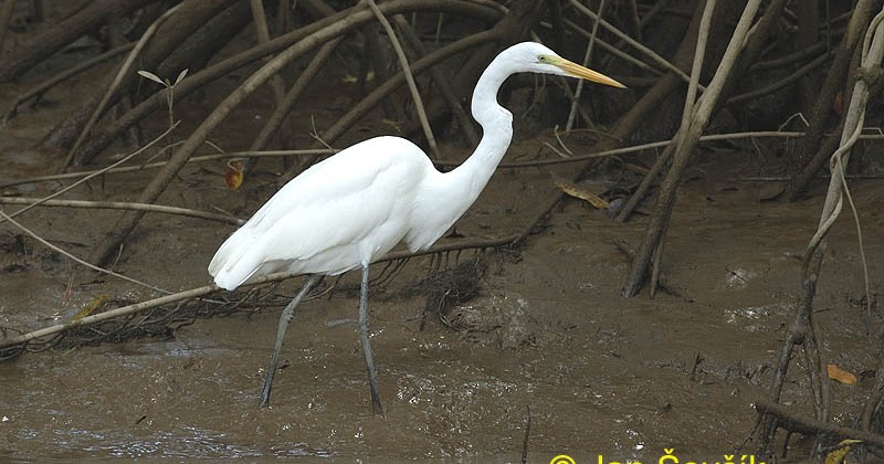 Argentina nativa: Garza blanca (Ardea alba)
