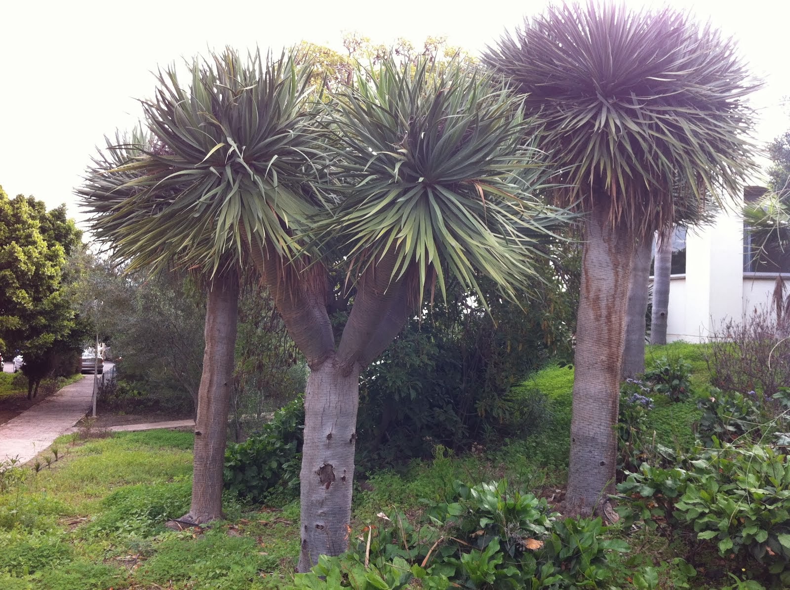 Aprendizaje basado en Proyectos: Creamos un jardín Botánico en el I.E.S ...