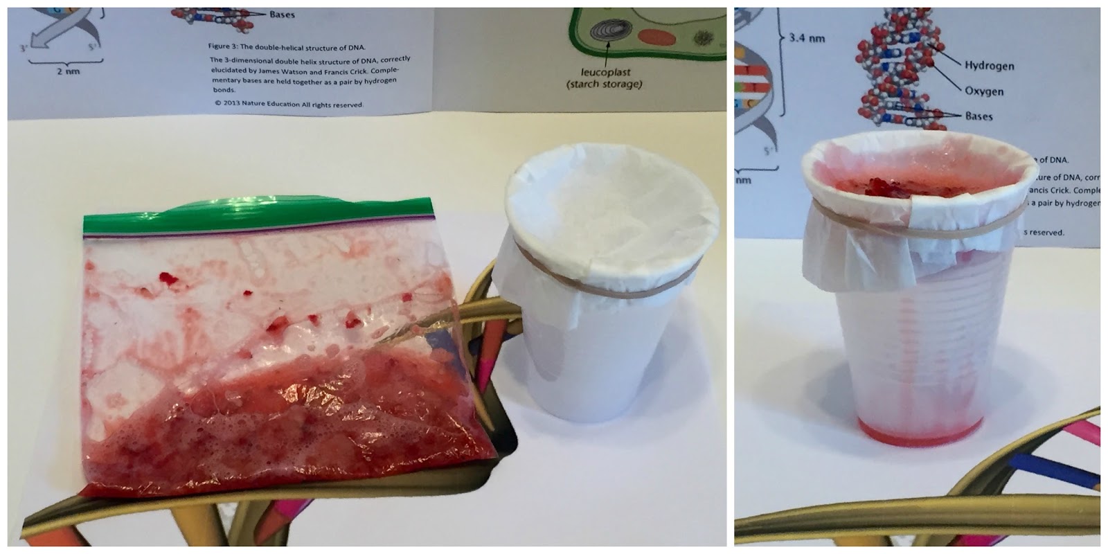 Adventures In Storytime (and Beyond): DNA Extraction STEAM Program