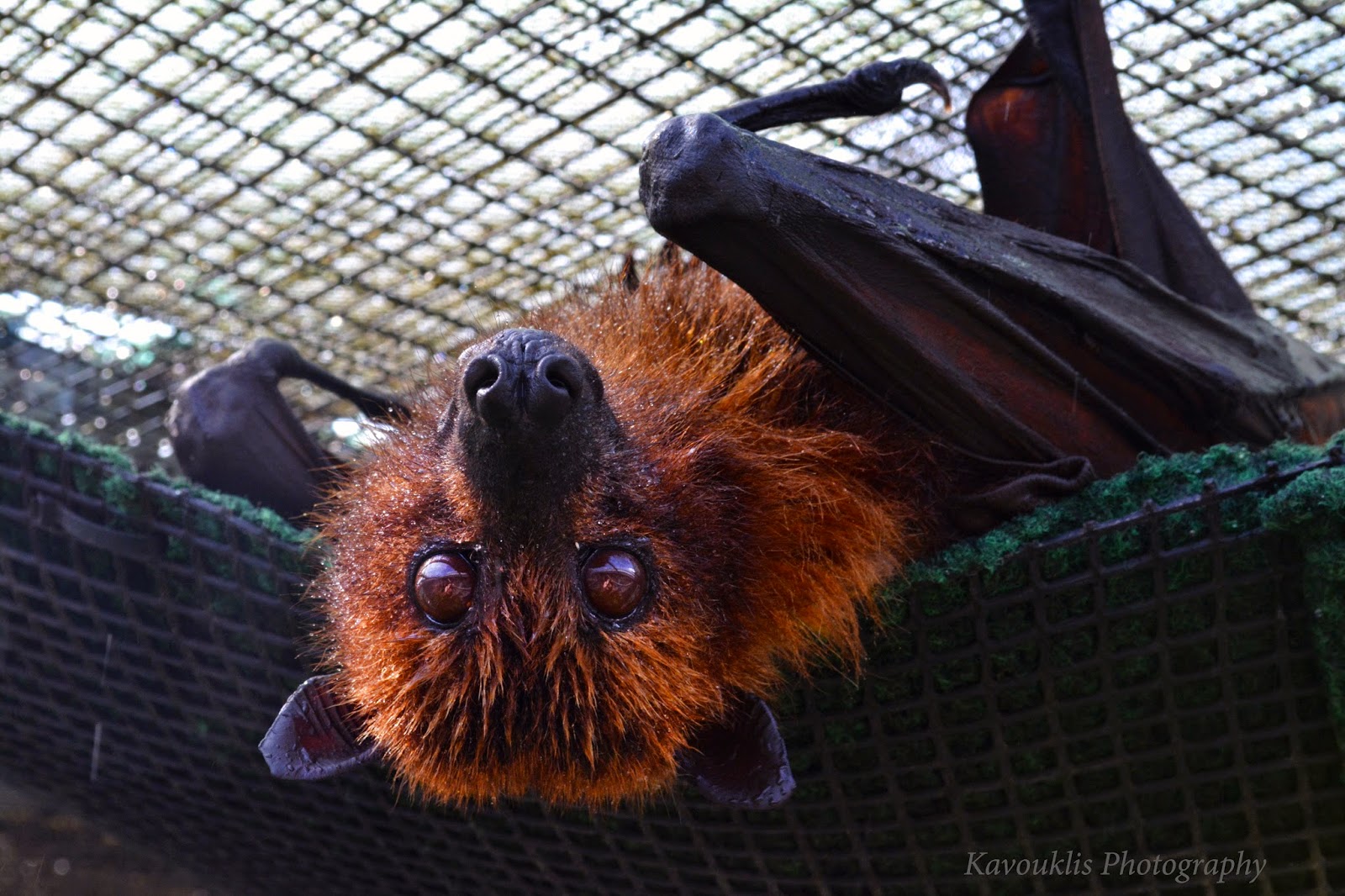 Murky Boundaries : Hanging with my bat buddies