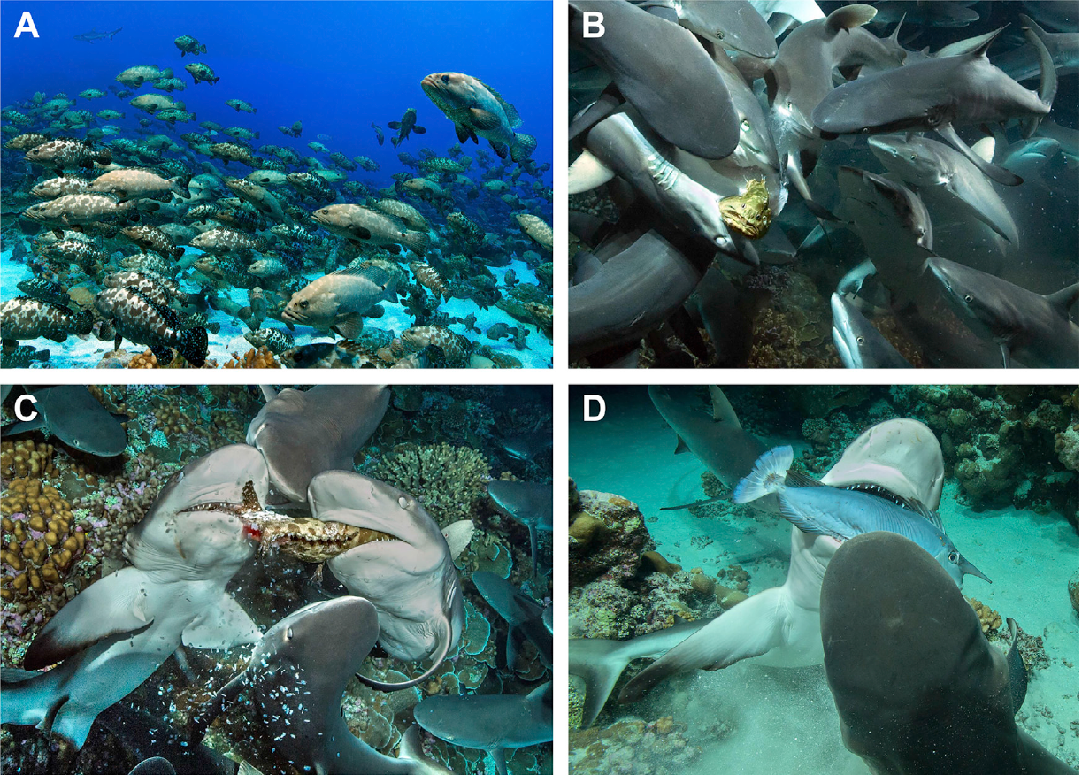 Virginia Tech Ichthyology Class : Puzzling Over Large Aggregations of ...