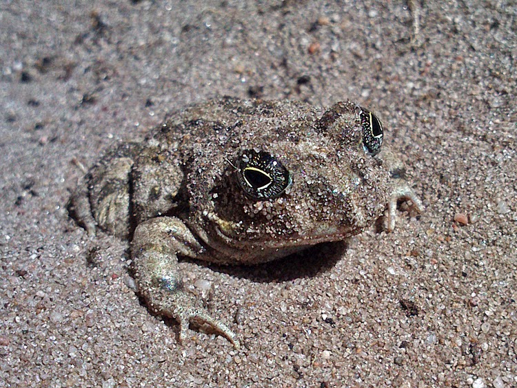 Remote Camera Trap - South Africa: October 2014