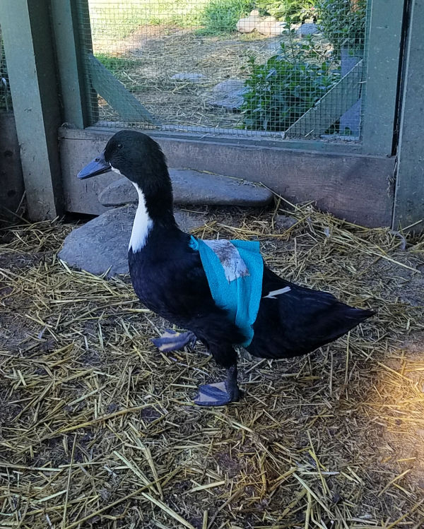 Preventing and Treating Angel Wing in Ducklings - Fresh Eggs Daily ...