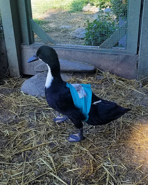 Preventing and Treating Angel Wing in Ducklings - Fresh Eggs Daily ...