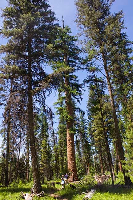 Tongue Twister - World's Largest Larch Tree