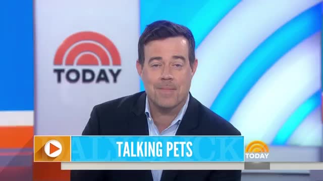 Cat 'talks' to its owner, saying 'yeah' - We Love Cats