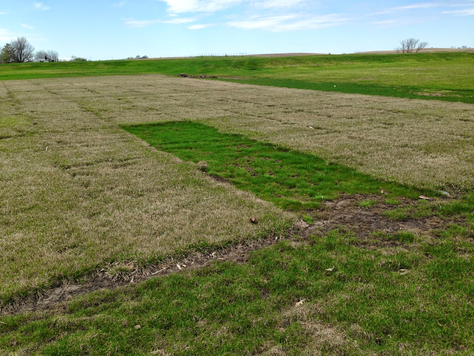 iaTURF: TALL FESCUE GREENING UP LATE IN THE SPRING OF 2014