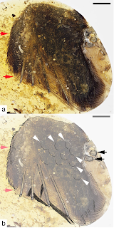 Raptormaniacs: Review of 2016