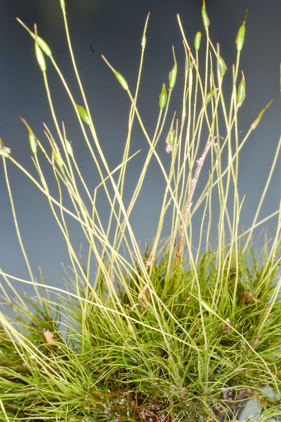 Mosses of Central Florida 6. Ditrichum pallidum - Patriots