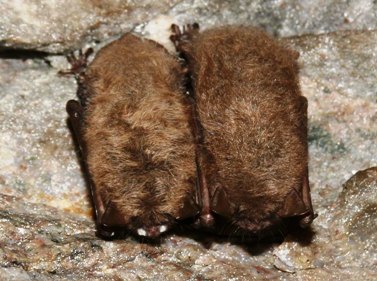 Endangered New Jersey: Hurray, Bats Are Back in NJ