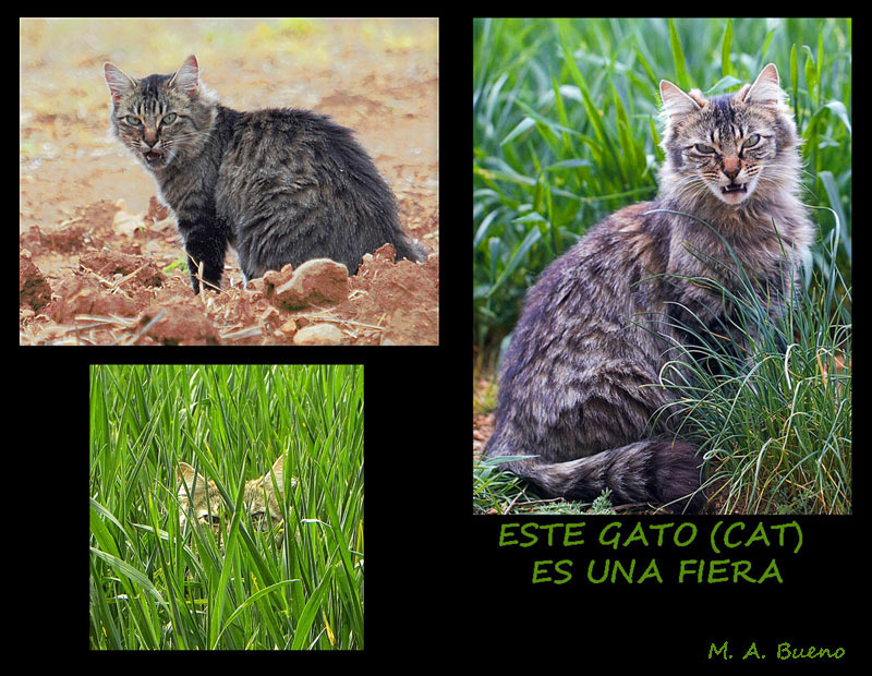 Foto-Natura-Huesca: ESTE GATO ES UNA FIERA - THIS CAT IS A TERRIFYING