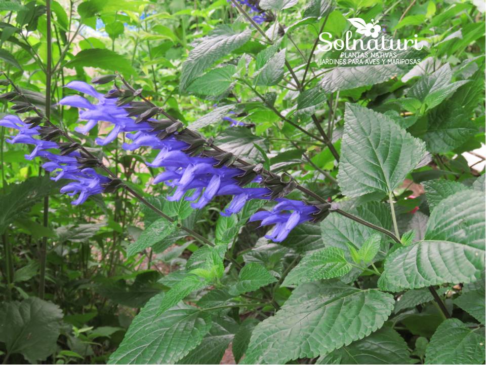 Plantas Nativas de Buenos Aires y alrededores: Salvia guaranitica ...