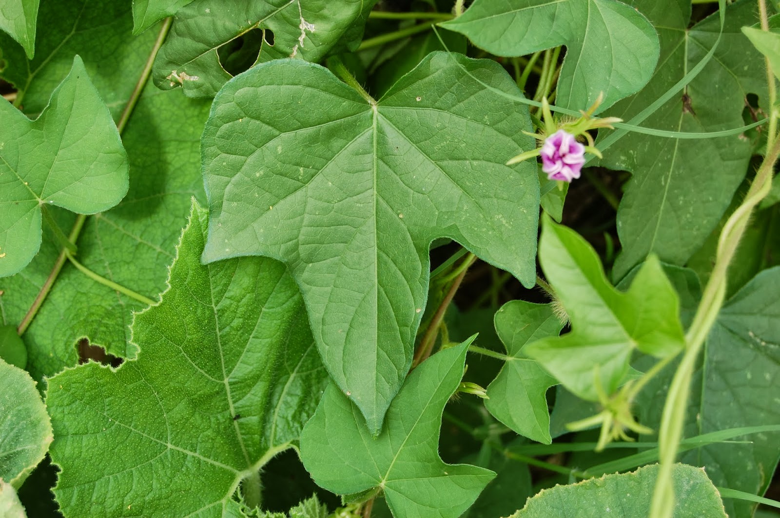 Texas Rebel Girl: Green Smoothies & Edible Plants