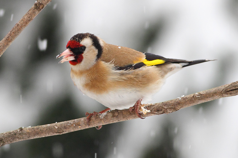 FREE BIRDS/ svobodne ptice: ZIMA PA KAR VZTRAJA