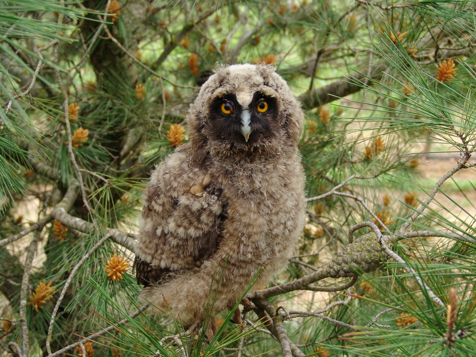 Pasión por las aves: Búho chico,(Asio otus).