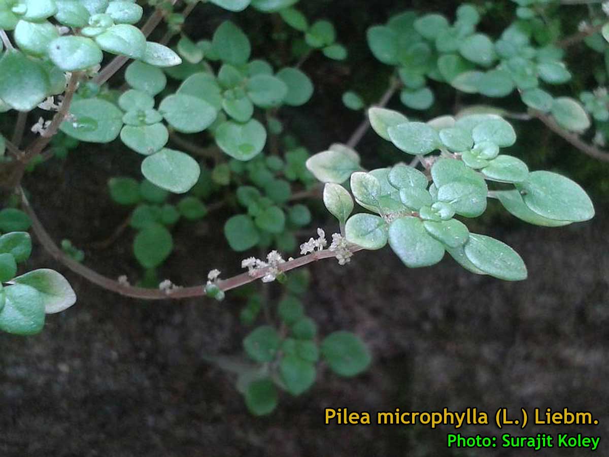 Medicinal Plants: Pilea microphylla