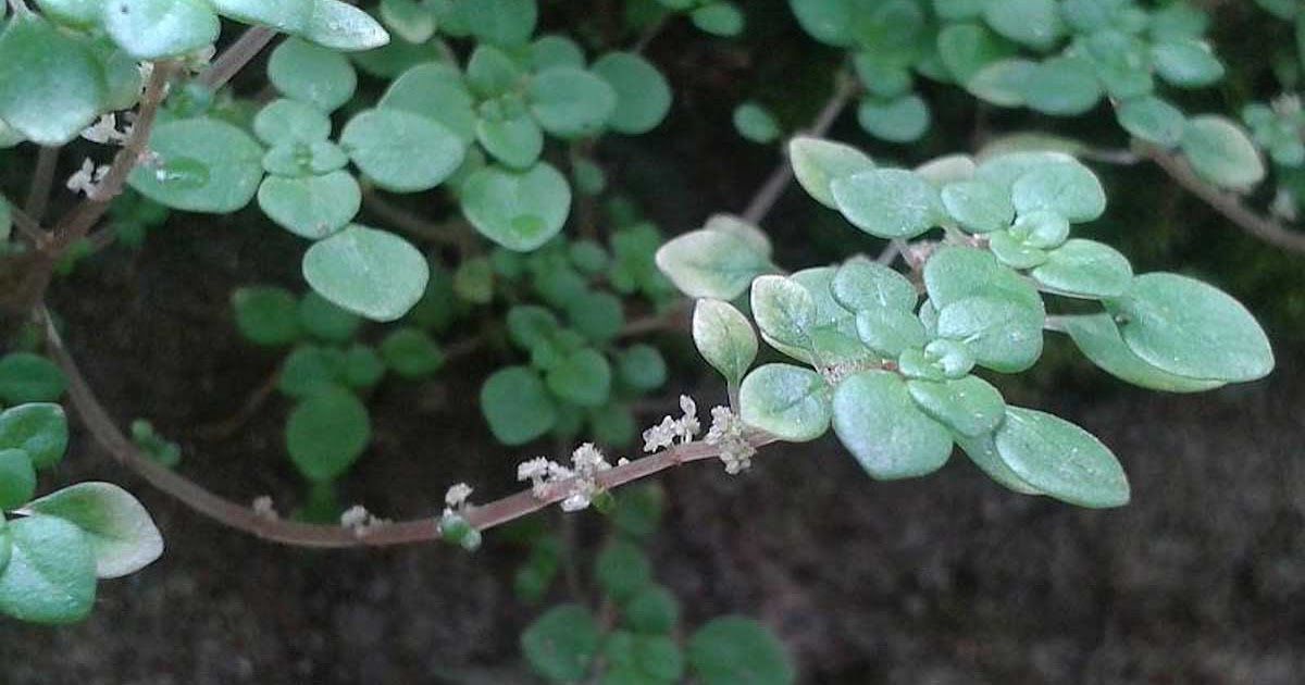 Medicinal Plants: Pilea microphylla
