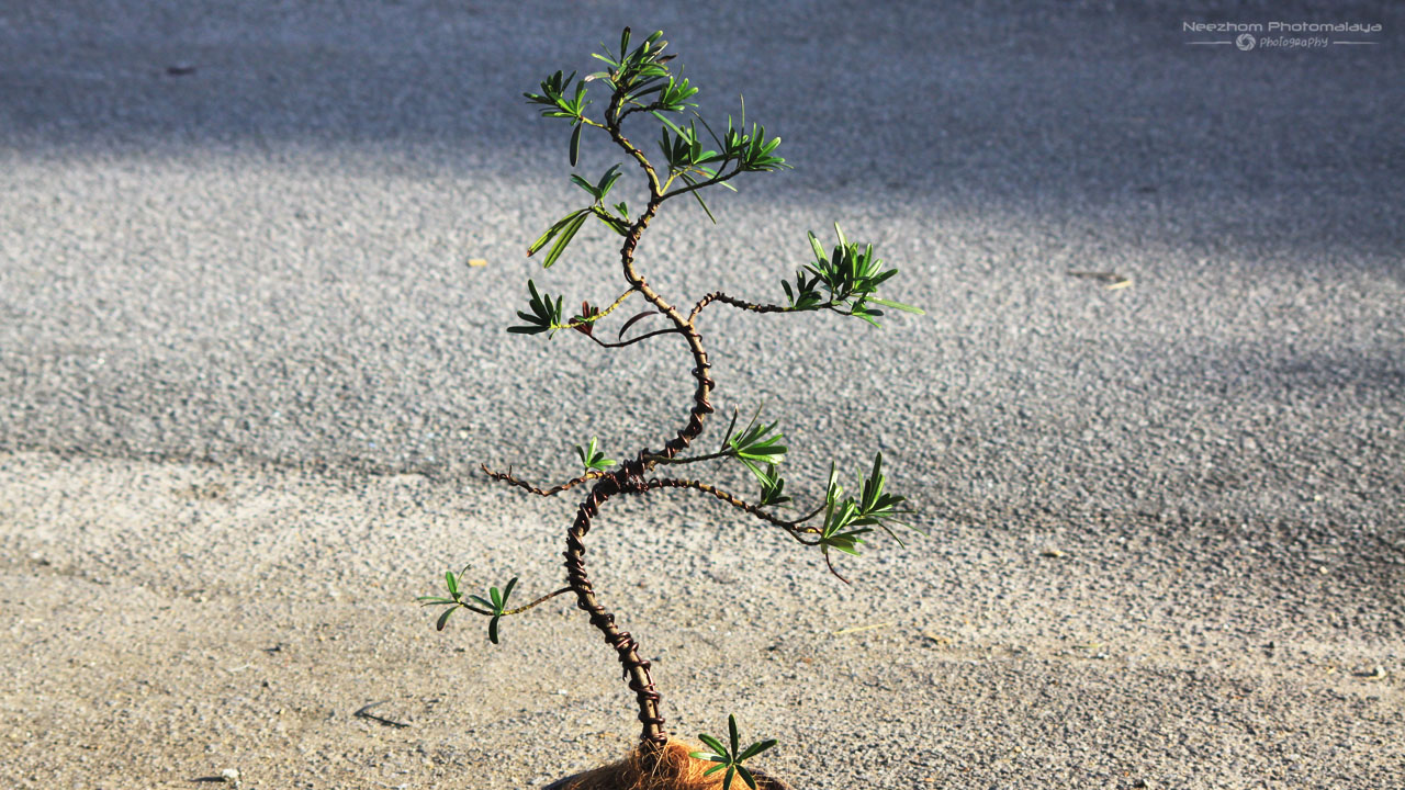 Pokok Buddhist Pine @ Podocarpus Macrophyllus