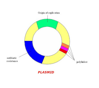 Plasmid of Bacteria - EveryDay