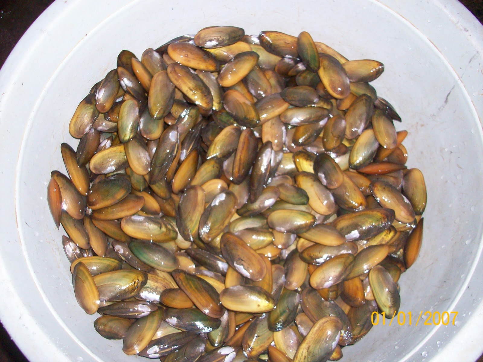 Ridwan's Blog: Cari Kijing yuk...!!!