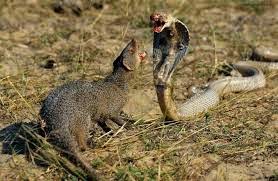 Pashudhan and Animal Science : Mongoose (Nevla)