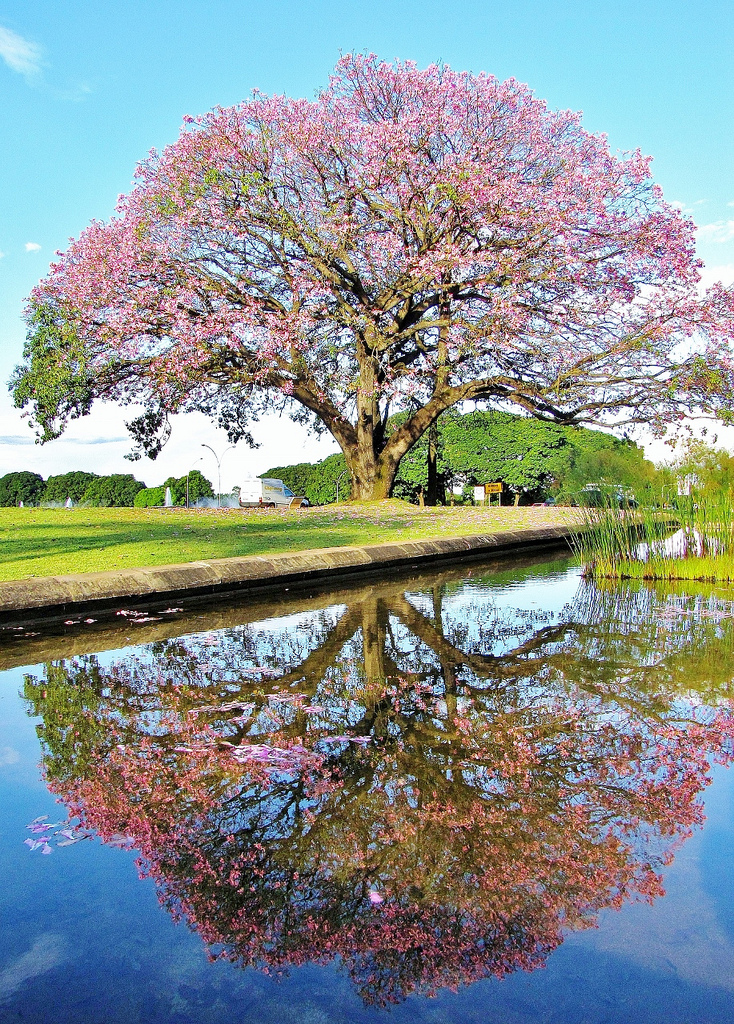 Paineira-rosa - Ceiba speciosa