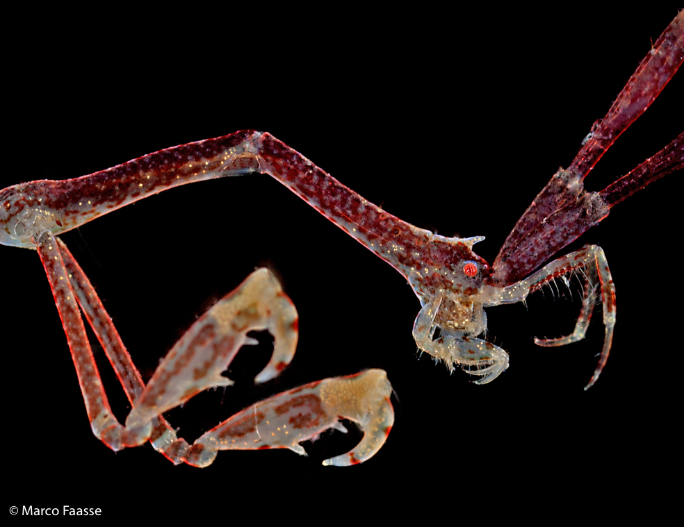 Mick's marine biology: Caprella equilibra en Caprella scaura: twee ...