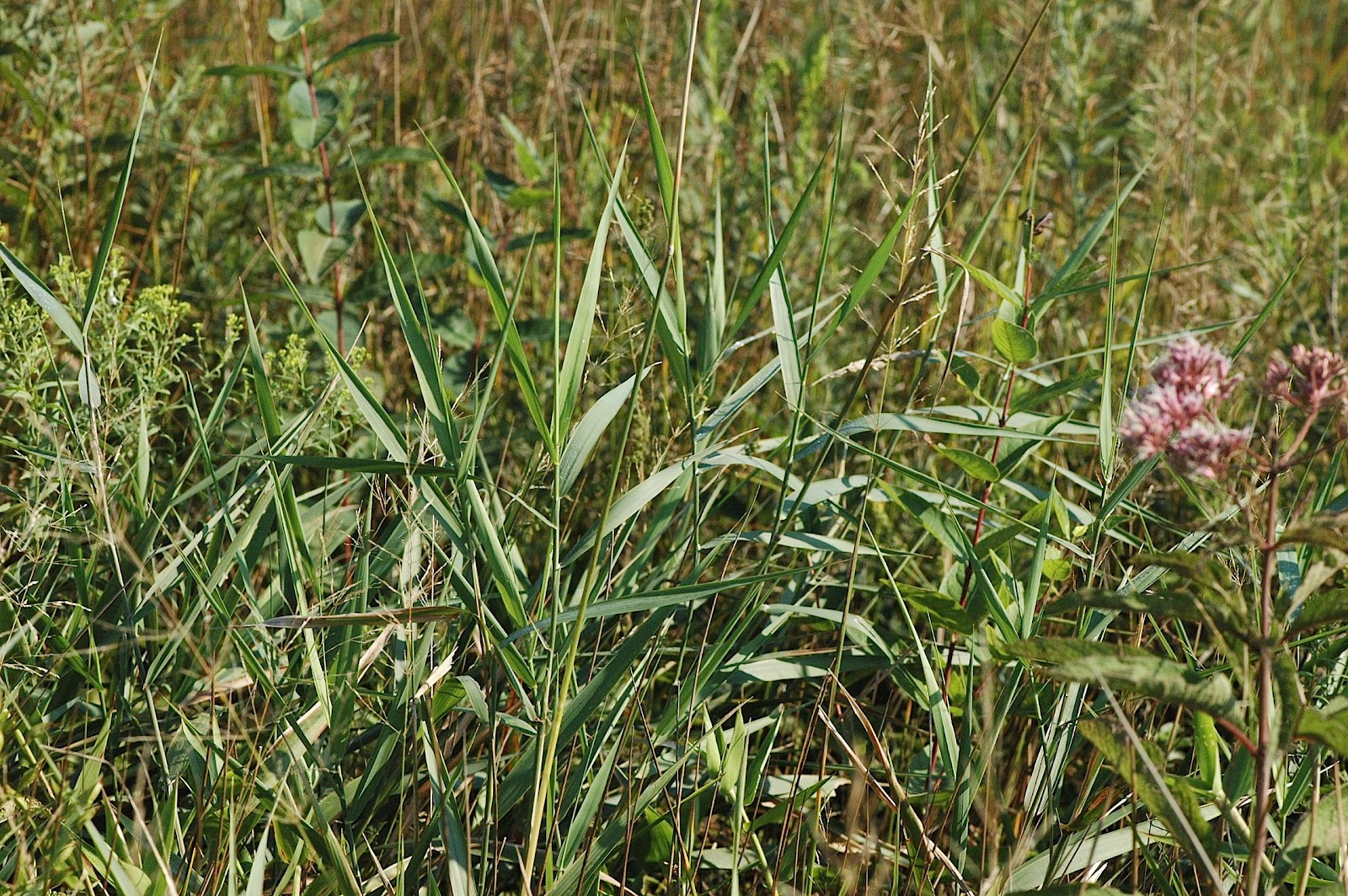 Field Biology in Southeastern Ohio: Grasses Part 2