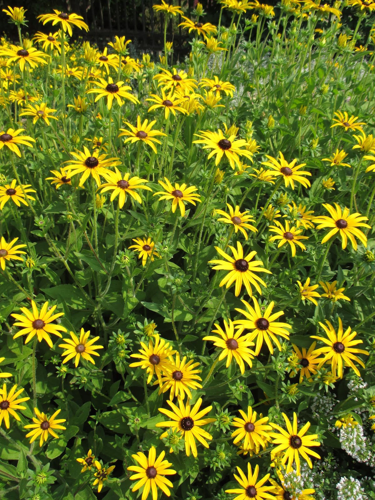 Rotary Botanical Gardens - Hort Blog: Rudbeckias