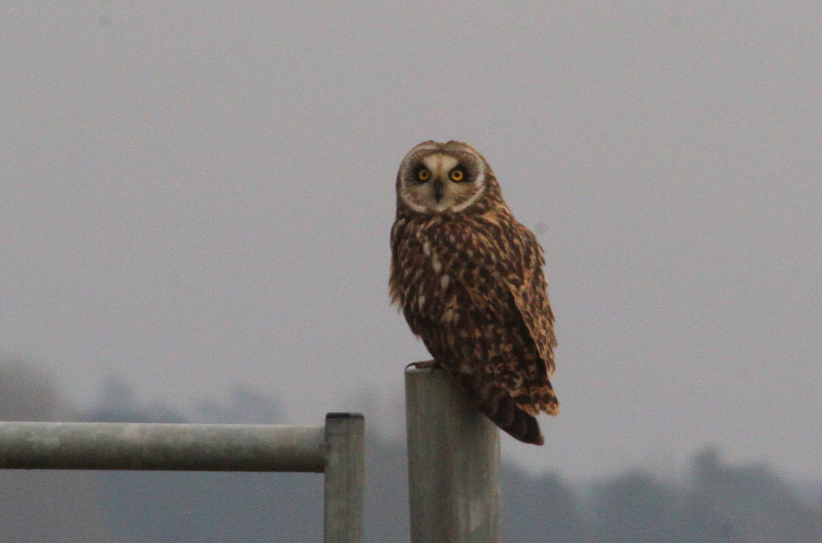 Birding with Flowers: 180 Degree Neck Turn