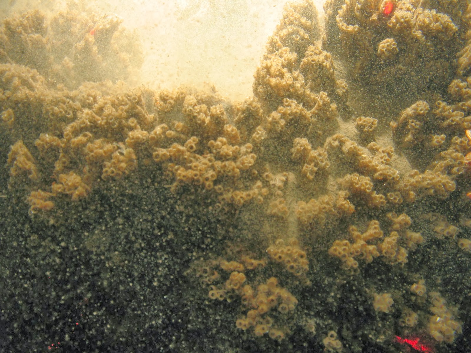 JNCC marine survey update: November 2013