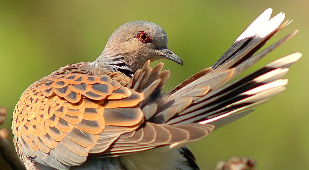 Learn.Draw.BIRD.: 343. European Turtle Dove (Streptopelia turtur)