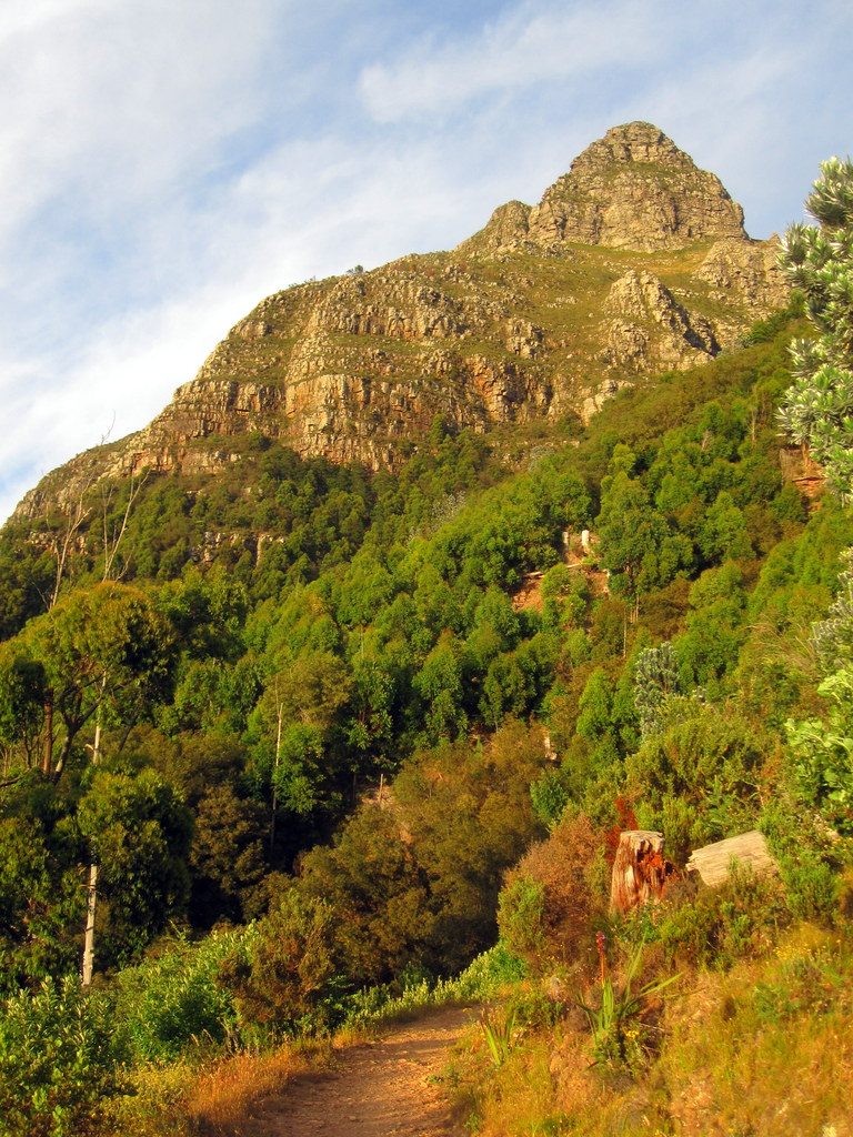 Newlands Forest Trail Run