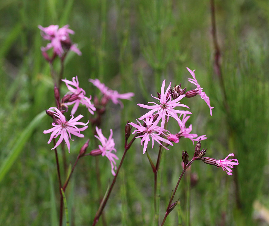 Simon and Karen Spavin: Ragged Robin