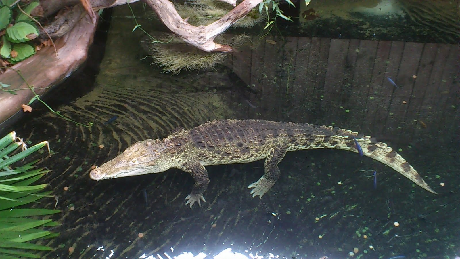 The Rural Jungle: Paignton zoo trip
