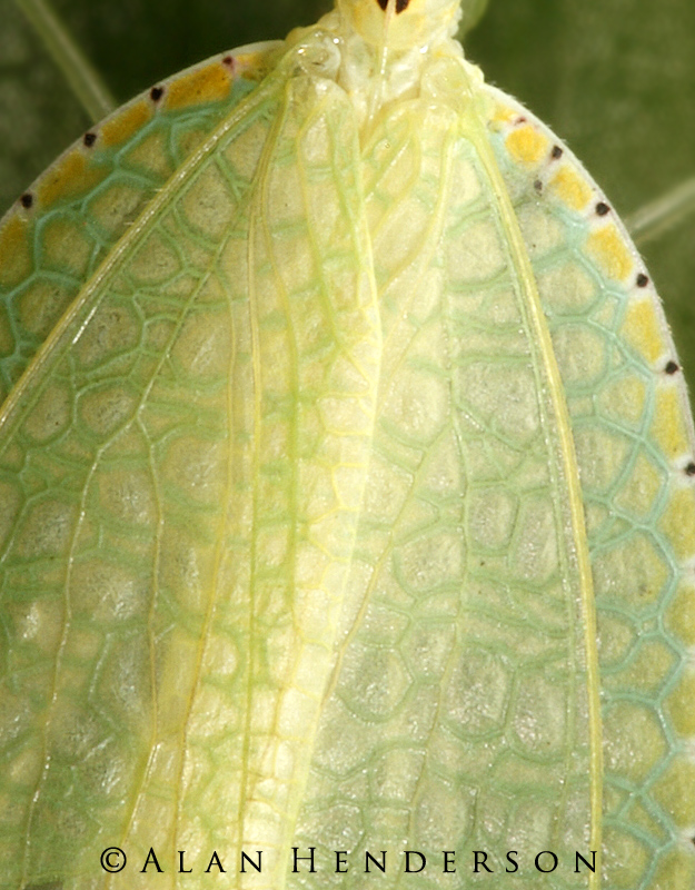 Minibeast Wildlife - Rainforest Encounters: Net-winged Mantids