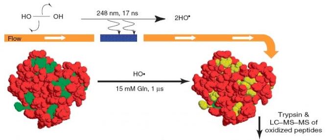 News in Proteomics Research: Its official! We're getting FPOP in Baltimore!