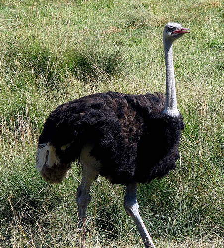 Emu | The Life of Animals