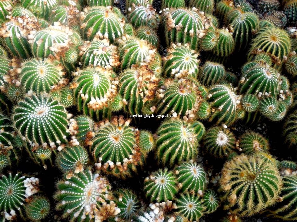 anythinglily: Kalimpong Travel Part 4: The Exotic Cactus Collection Of ...