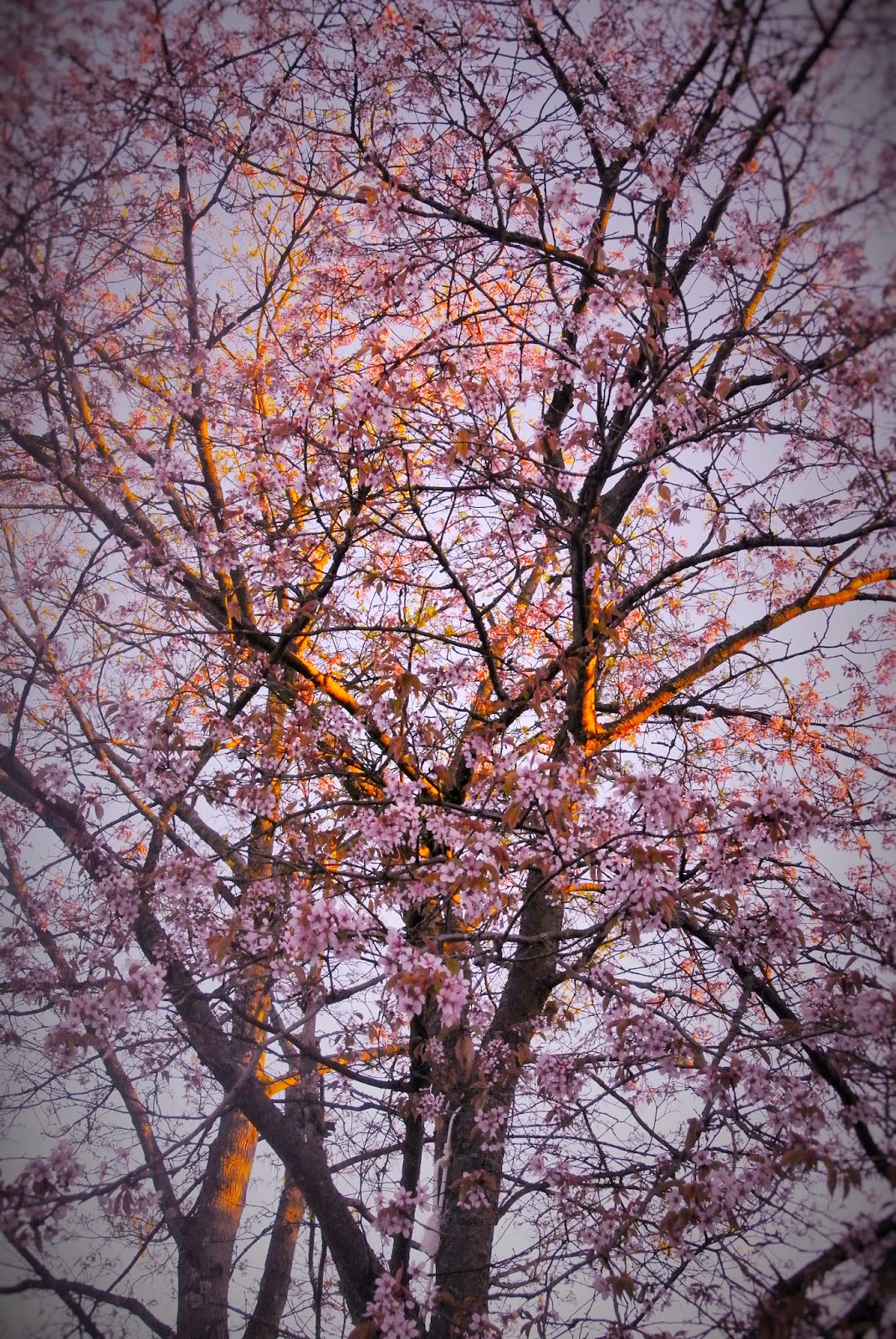 Puutarhan hoito, kasvien tunnistus, luonnon ihmeet