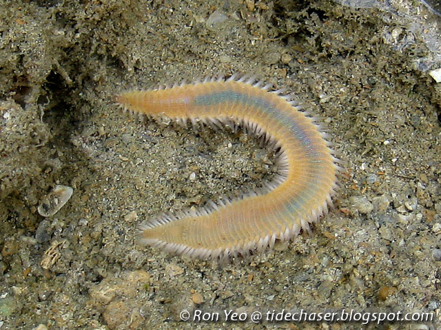 tHE tiDE cHAsER: Annelid Worms (Phylum Annelida) of Singapore
