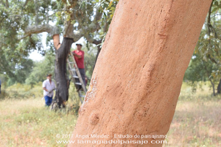 El proceso de extracción del CORCHO en los ALCORNOQUES